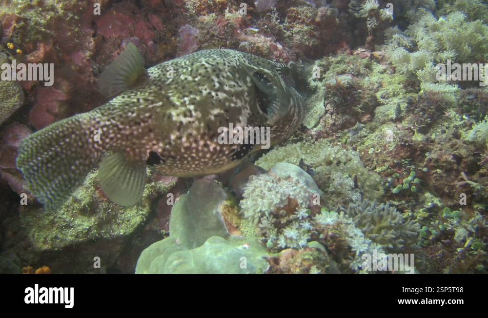 Scribbled puffer, arothron mappa on a reef in the Philippines Stock ...