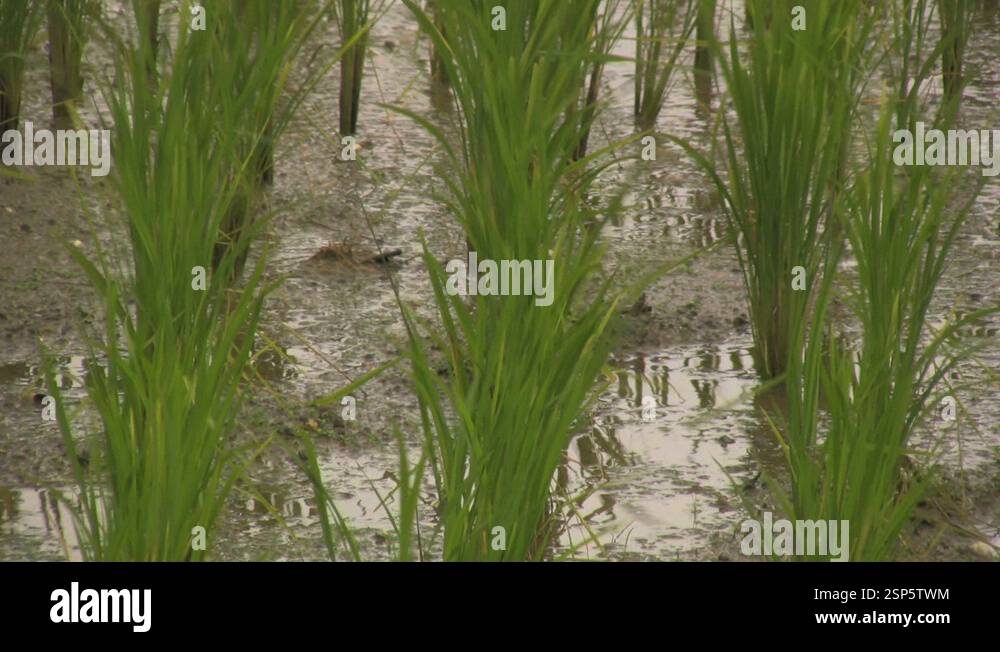Newly planted rice in the rice paddy in the Philippines Stock Video ...