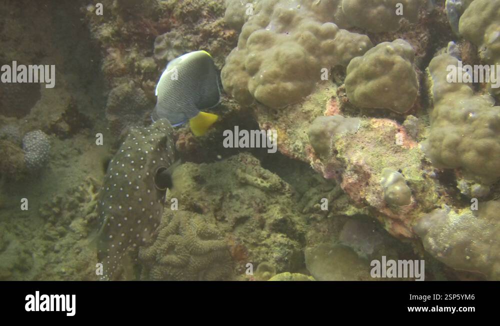 Starry puffer,Arothron stellatus on a reef in the Philippines Stock ...