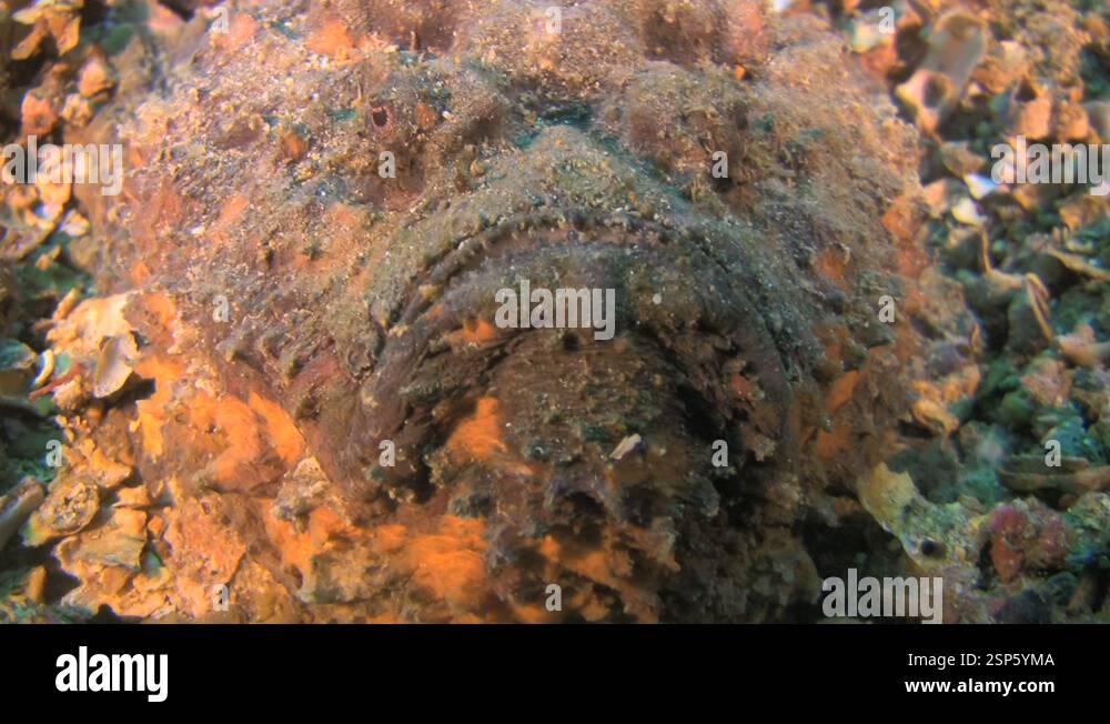 Stonefish Stock Videos & Footage - HD and 4K Video Clips - Alamy