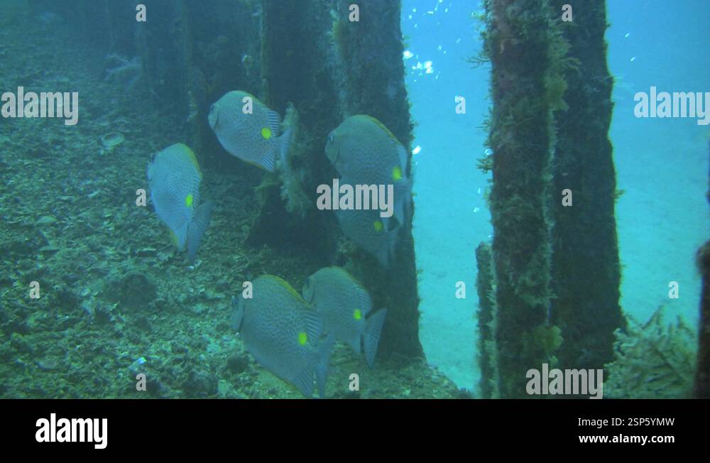 Artificial reef a metal boat wreck in the Philippines Stock Video ...