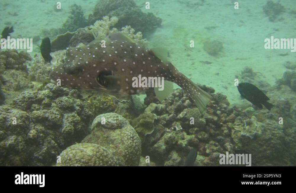 Starry puffer,Arothron stellatus on a reef in the Philippines Stock ...
