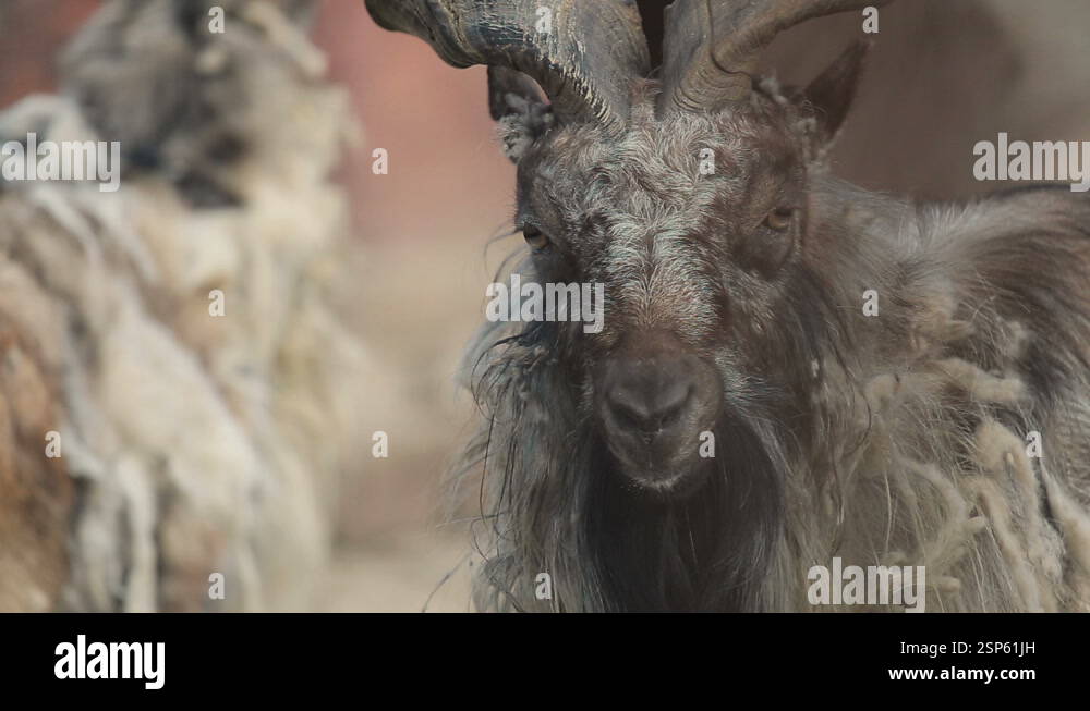 Horned ruminant Stock Videos & Footage - HD and 4K Video Clips - Alamy