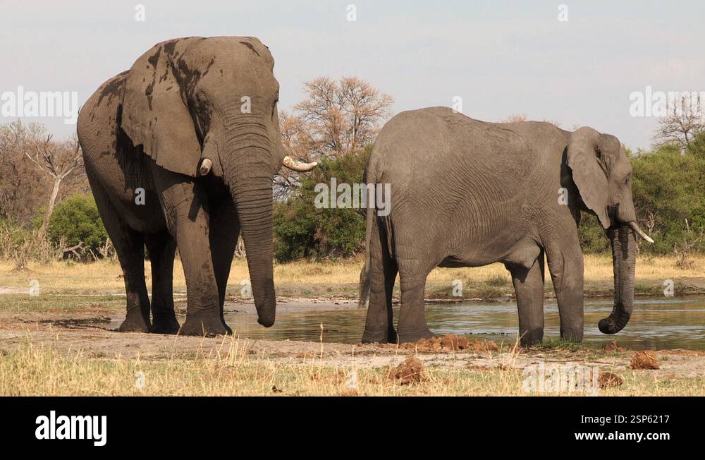 Bull elephant testing females readiness to breed by smelling genital ...