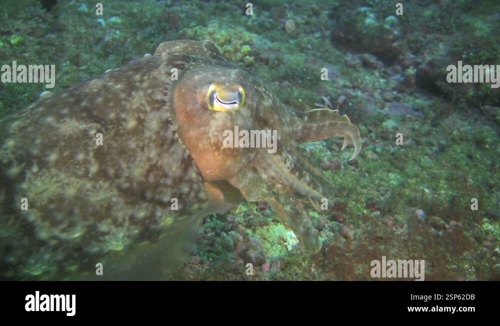 Cuttlefish, sepiida on a coral reef in the Philippines Stock Video ...