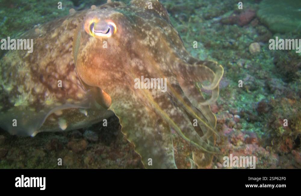 Cuttlefish, sepiida on a coral reef in the Philippines Stock Video ...