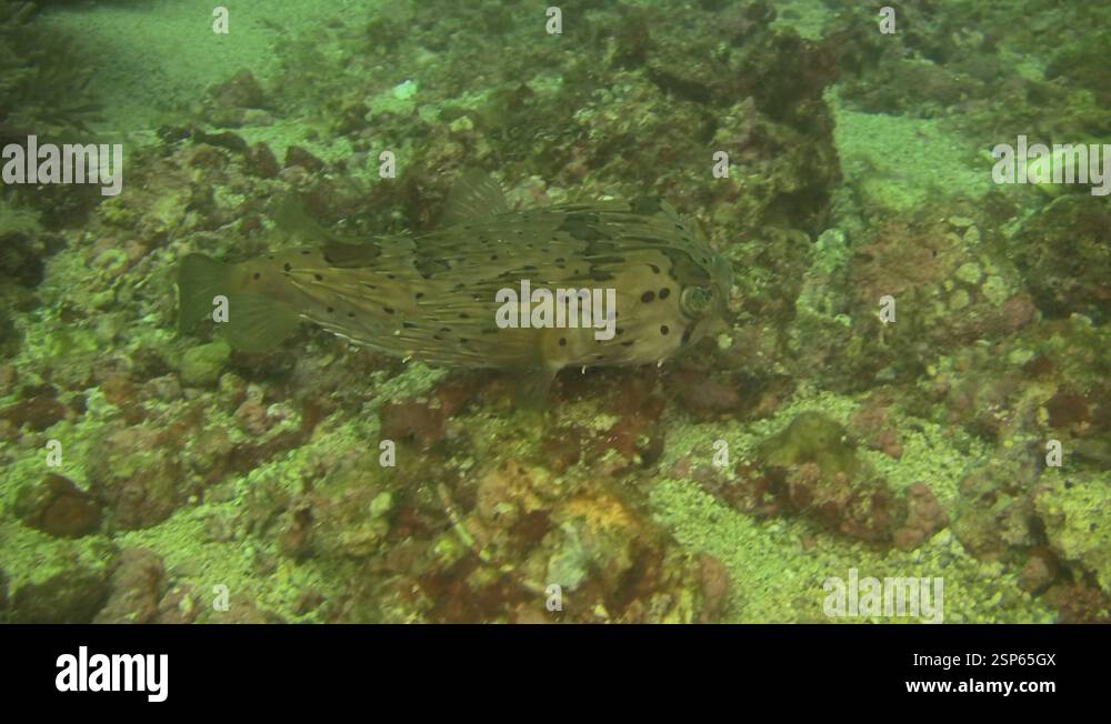 Blotchedporcupinefish Stock Videos & Footage - HD and 4K Video Clips ...