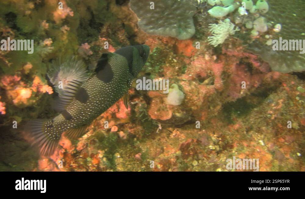 Spotted Soapfish, Pogonoperca Punctata on a reef in the Philippines ...
