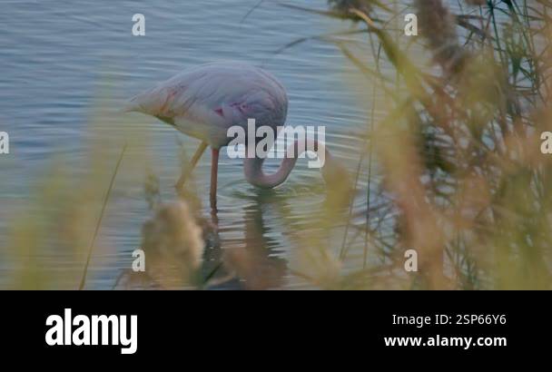 Bird birds salt water Stock Videos & Footage - HD and 4K Video Clips ...