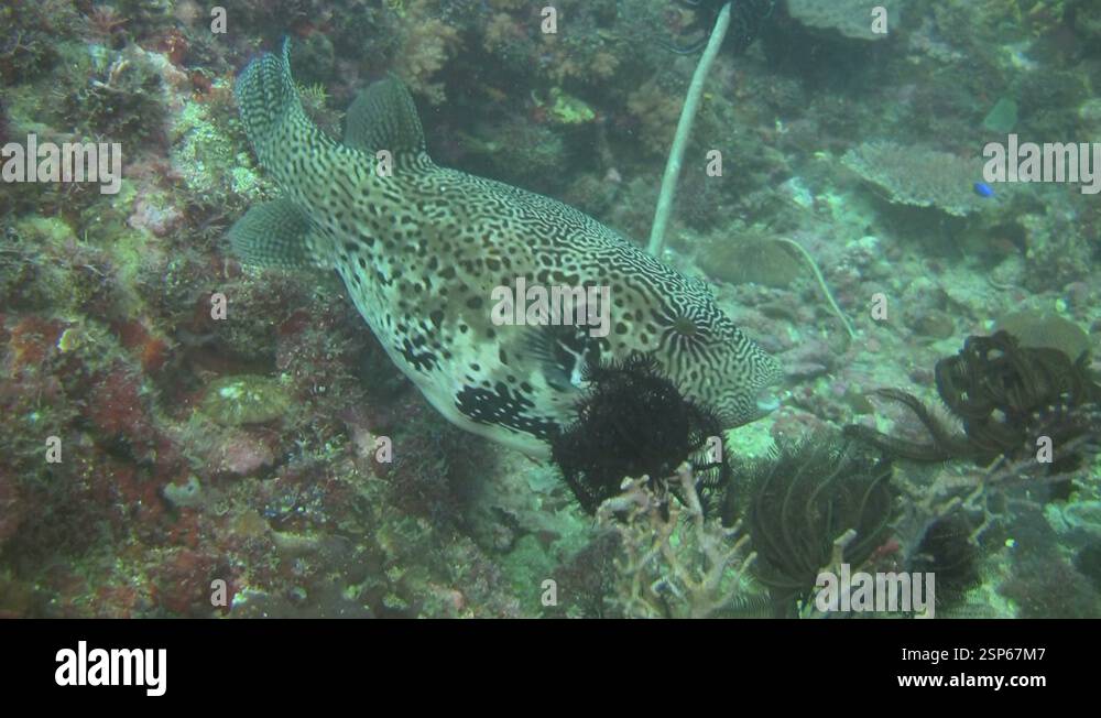 Scribbled puffer, arothron mappa on a reef in the Philippines Stock ...