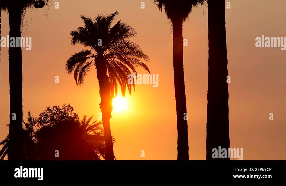 Palm tree waves sun setting Stock Videos & Footage - HD and 4K Video ...