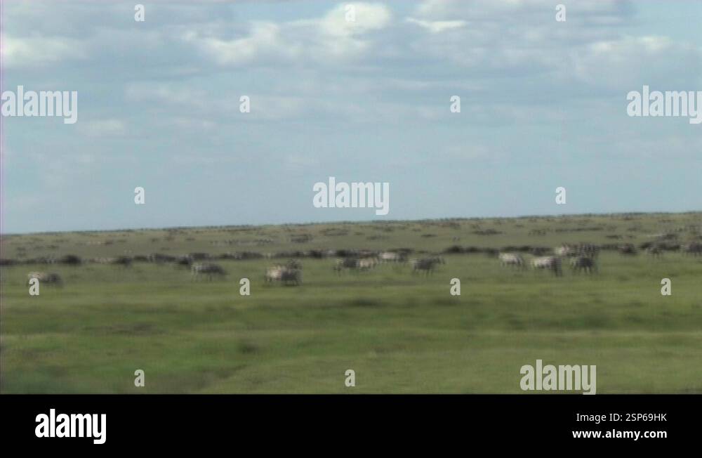 Migration horizontal Stock Videos & Footage - HD and 4K Video Clips - Alamy