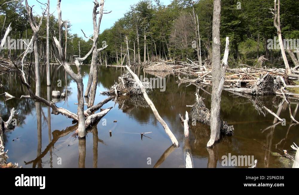 Beaver tree deforestation tierra Stock Videos & Footage - HD and 4K ...