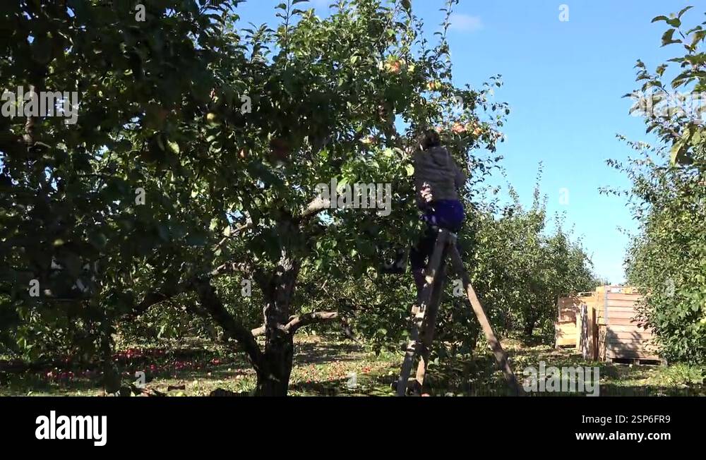 Farmer fruit picker woman harvest organic apples. Zoom out. 4K Stock ...