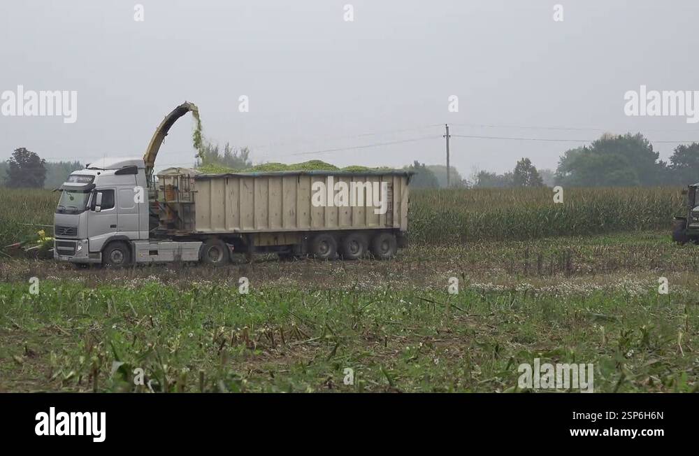 Harvester machine cut maize and load into truck trailer in farm field ...