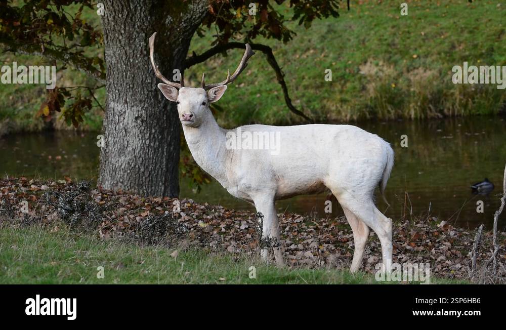 White fallow deer dama Stock Videos & Footage - HD and 4K Video Clips ...