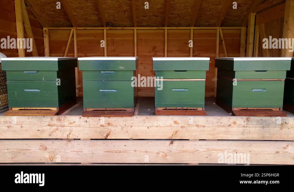 Apiculture collection Stock Videos & Footage - HD and 4K Video Clips ...