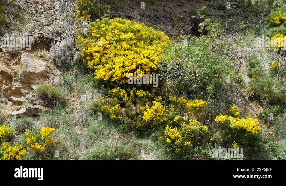 Pyrenees spanish Stock Videos & Footage - HD and 4K Video Clips - Alamy