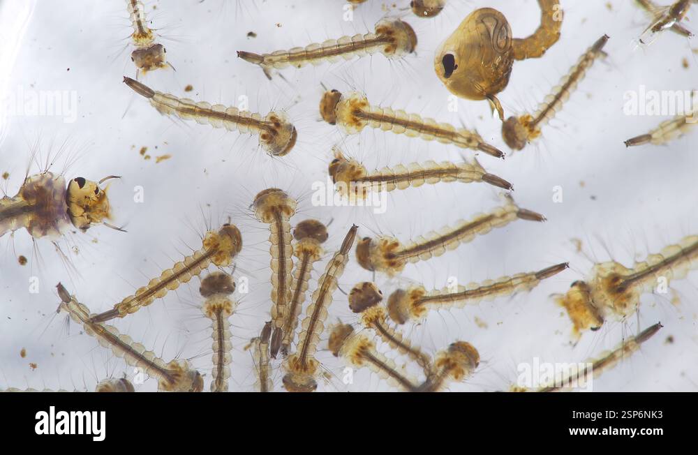 Many Aedes aegypti Mosquito Larva Seen With 15x Magnification Stock ...