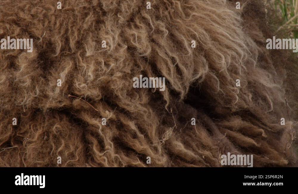 Shaggy buffalo Stock Videos & Footage - HD and 4K Video Clips - Alamy