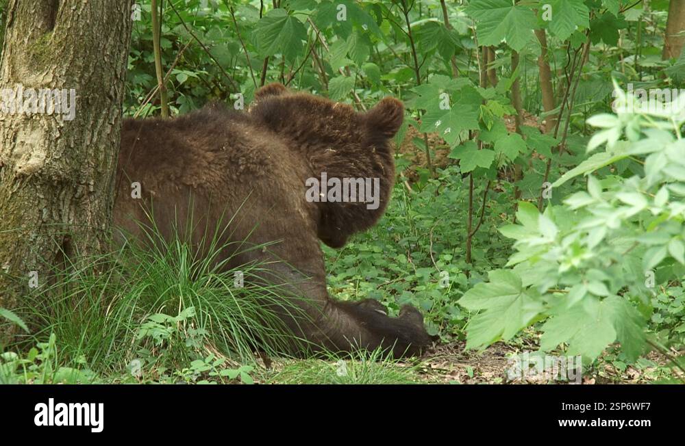 Bear behind tree Stock Videos & Footage - HD and 4K Video Clips - Alamy