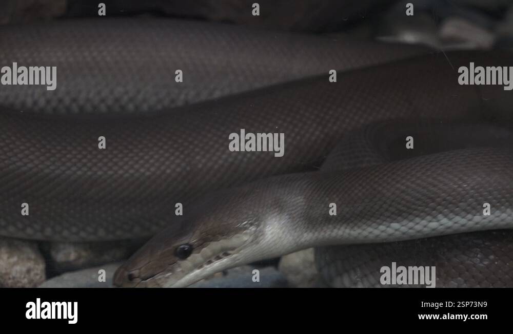 Eastern brown Stock Videos & Footage - HD and 4K Video Clips - Alamy