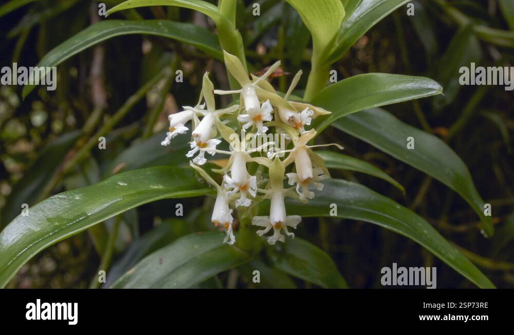 White epidendrum Stock Videos & Footage - HD and 4K Video Clips - Alamy