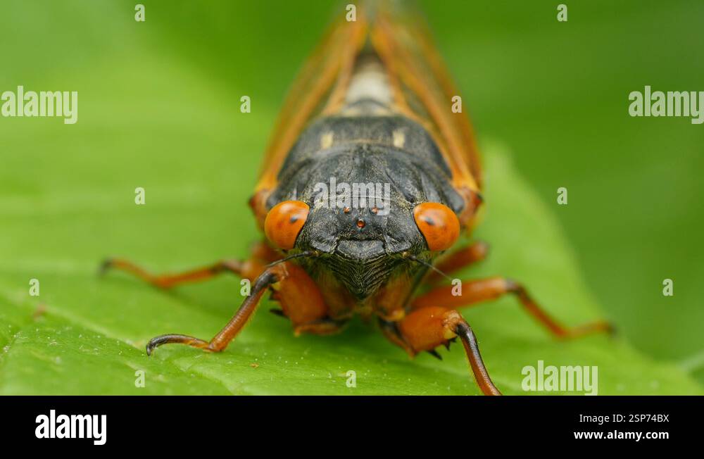 4K Brood V 17-year periodical cicada (Magicicada cassinii) - Front View ...