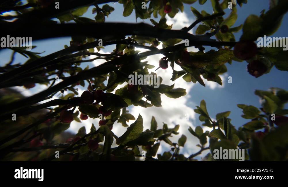 Blueberry Leaves Trembling in Wind on Sky and Clouds Background View ...