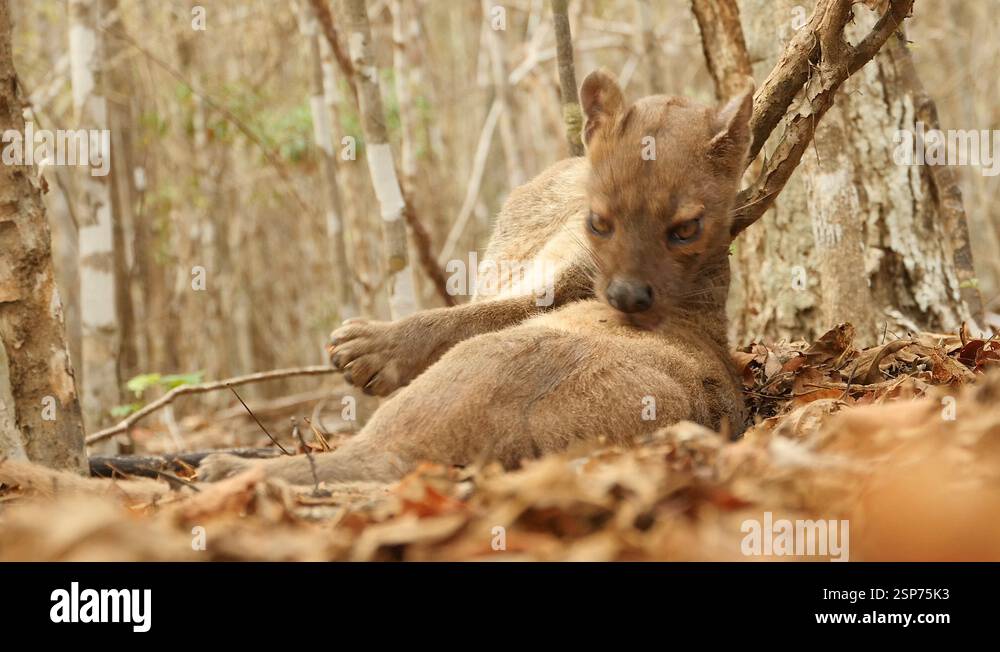 Fossa during mating season grooming Stock Videos & Footage - HD and 4K ...