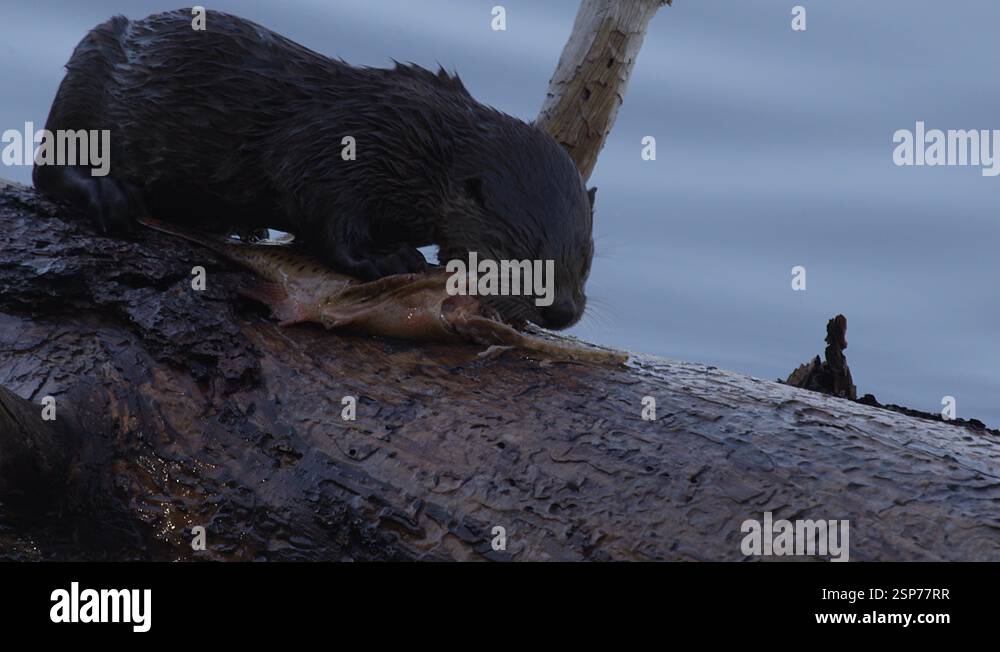 Dead otter Stock Videos & Footage - HD and 4K Video Clips - Alamy