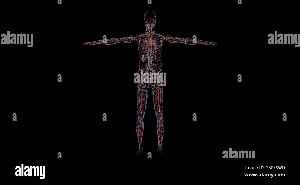 Circulatory system complete of a human body in rotation in 4k format ...