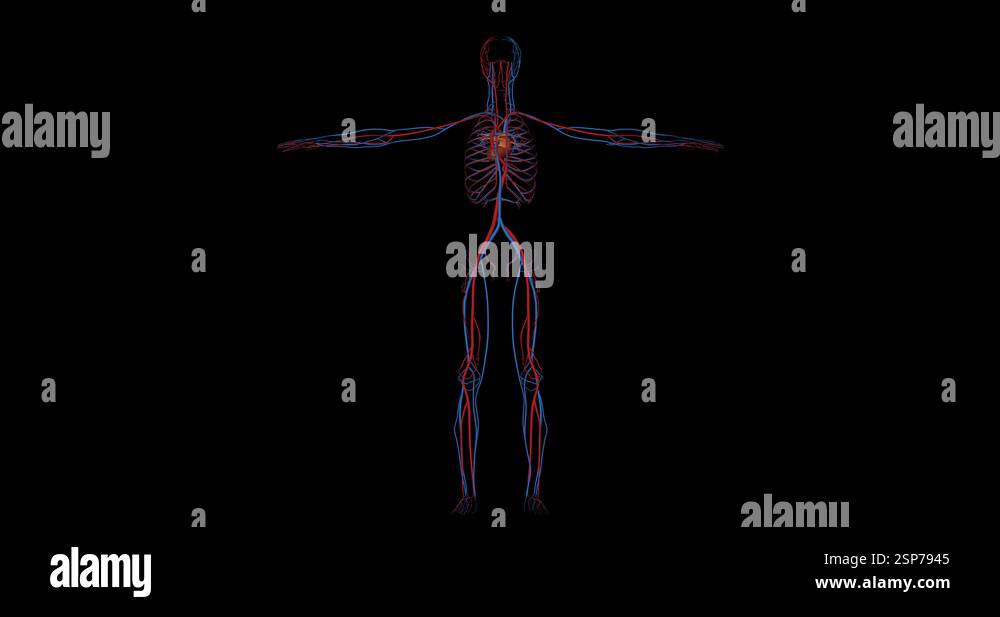 System of Veins and Arteries and heart in human circulatory system in ...