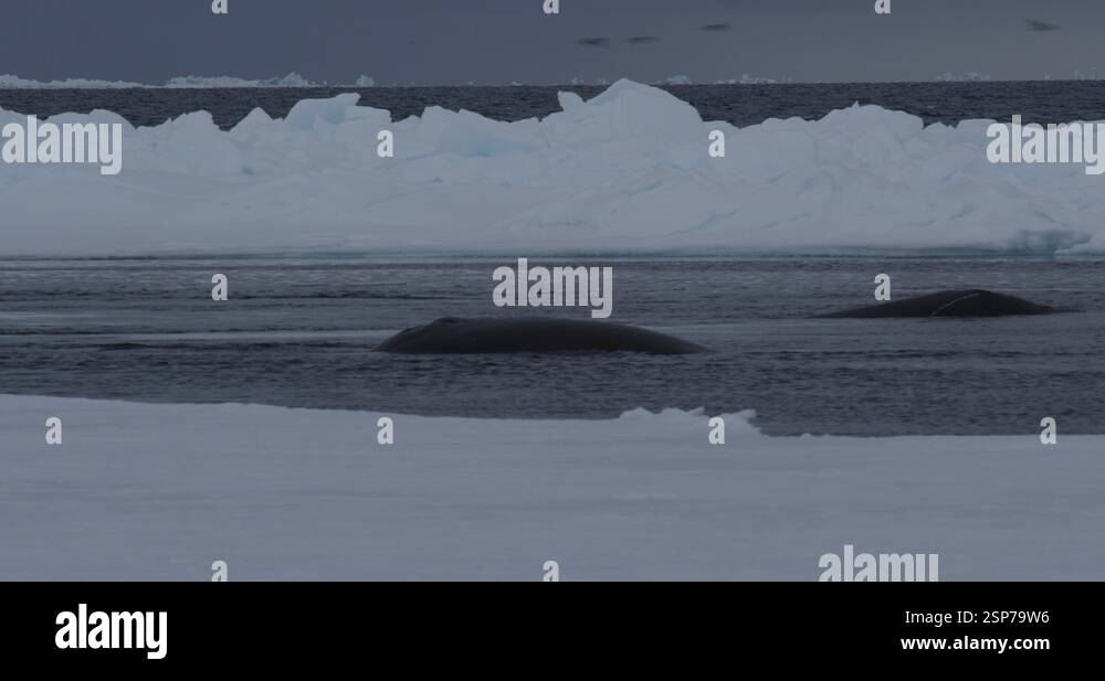 Ice breath Stock Videos & Footage - HD and 4K Video Clips - Alamy