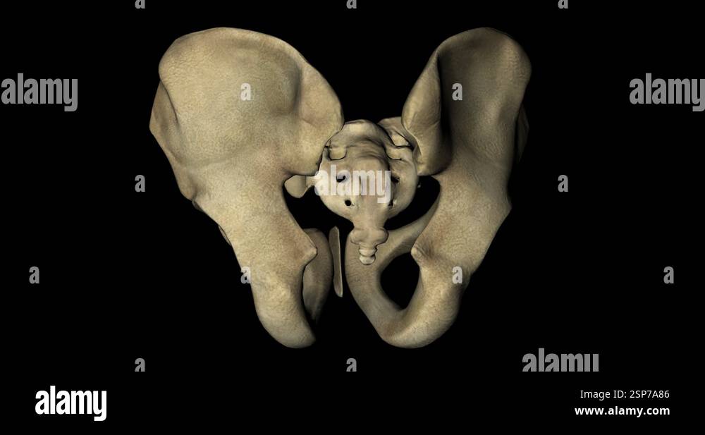 Bone structure of the pelvis Stock Videos & Footage - HD and 4K Video ...
