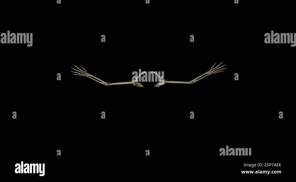 Human body seen from Stock Videos & Footage - HD and 4K Video Clips - Alamy