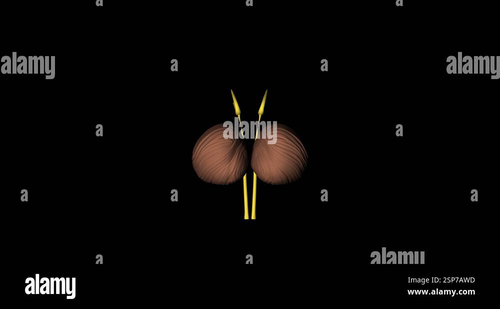 Cerebellum and amygdala brain of human body gyrating on black ...