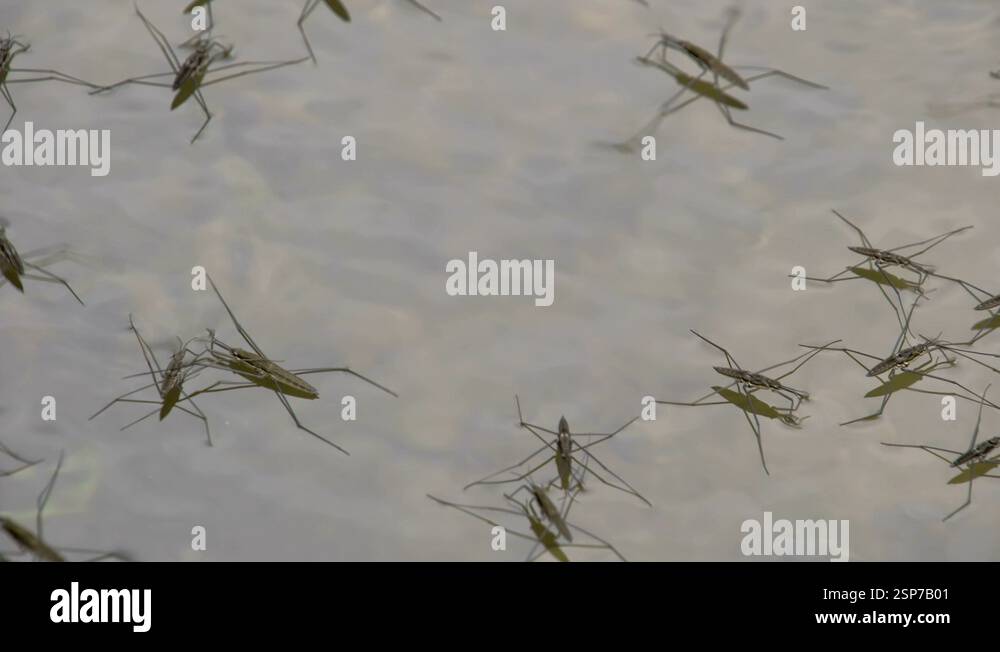 Swimming insects Stock Videos & Footage - HD and 4K Video Clips - Alamy