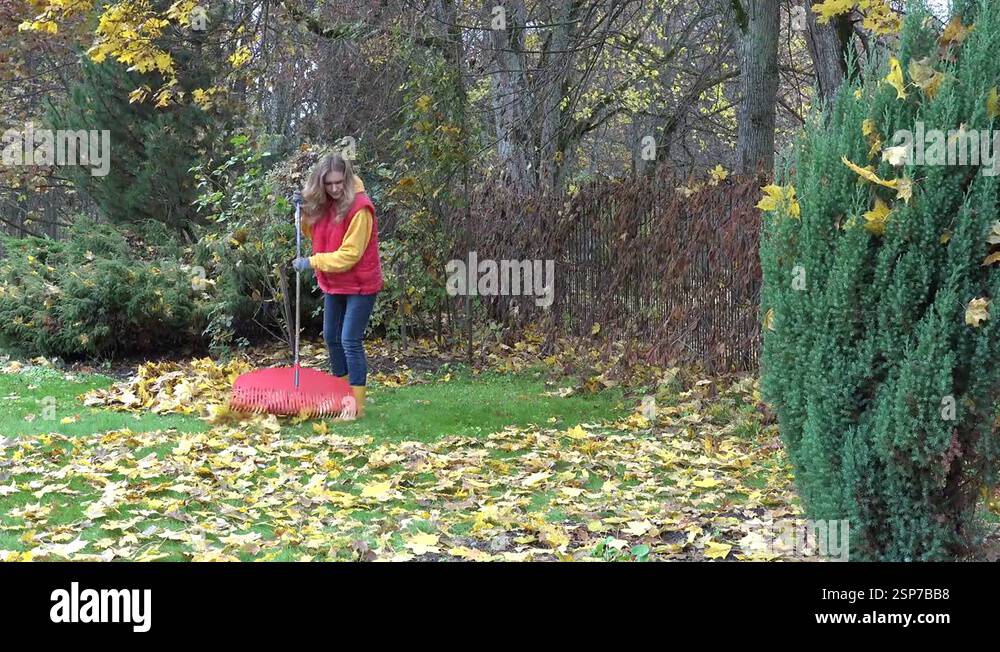 Leaves falling from maple tree and woman working with raker tool in ...