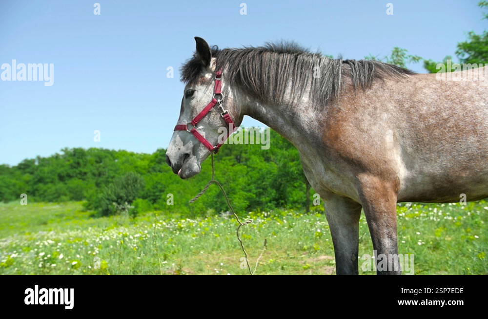 Horse mane Stock Videos & Footage - HD and 4K Video Clips - Alamy