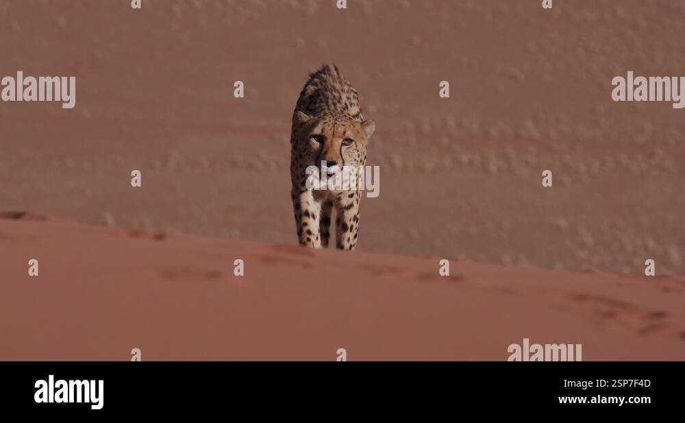 Namib desert animals dunes Stock Videos & Footage - HD and 4K Video ...