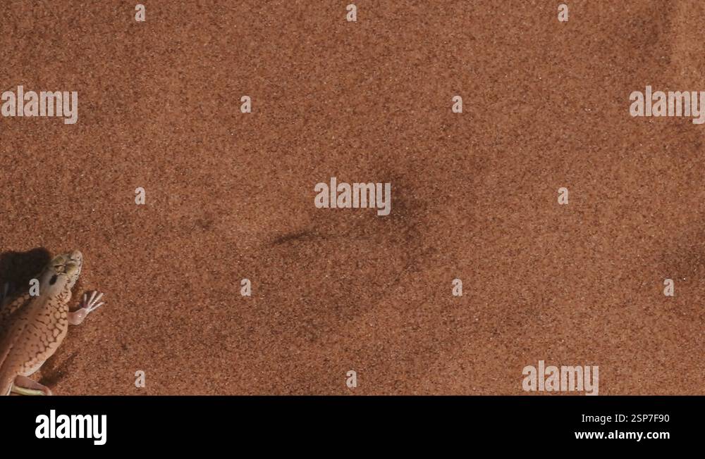 Sand diving lizard Stock Videos & Footage - HD and 4K Video Clips - Alamy