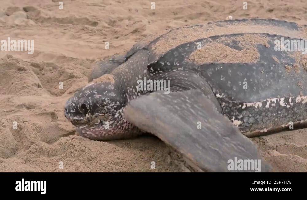 Leatherback turtle Stock Videos & Footage - HD and 4K Video Clips - Alamy