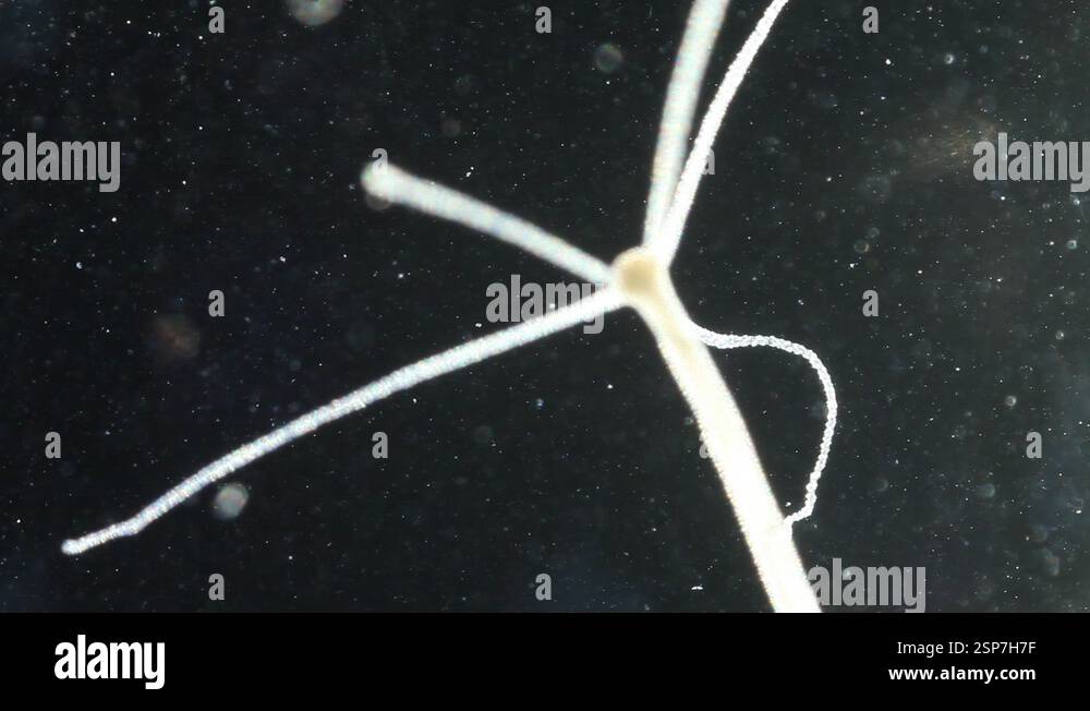 The hydra Stock Videos & Footage - HD and 4K Video Clips - Alamy