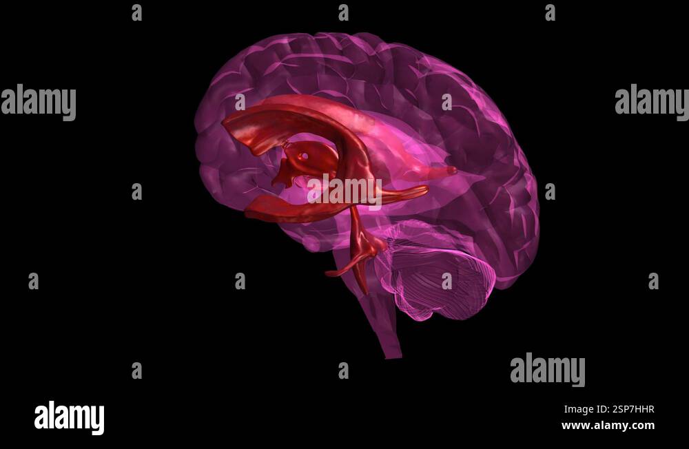 Three-dimensional animations showing the human brain and its ventricles ...