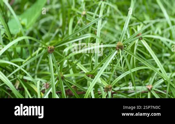 Green kyllinga Stock Videos & Footage - HD and 4K Video Clips - Alamy