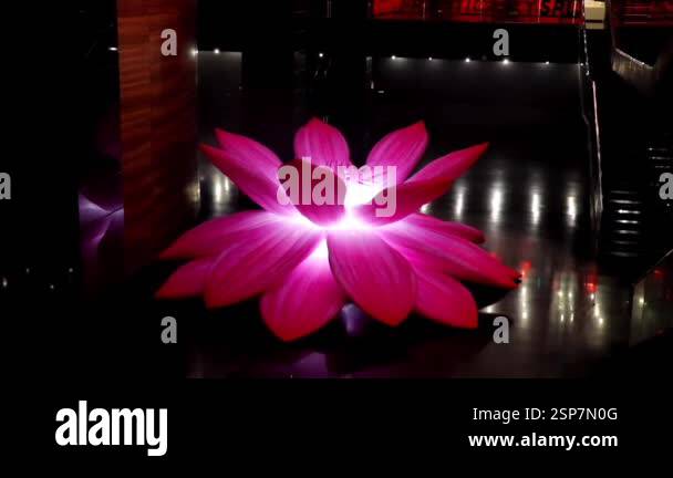flower in the night. Sparkles Falling. Pink Lotos Flower Openning and ...