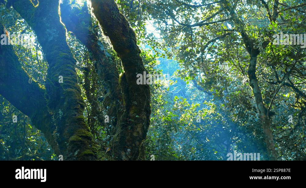 Beautiful rays of sun light in dense forest of Cameron Highlands in ...