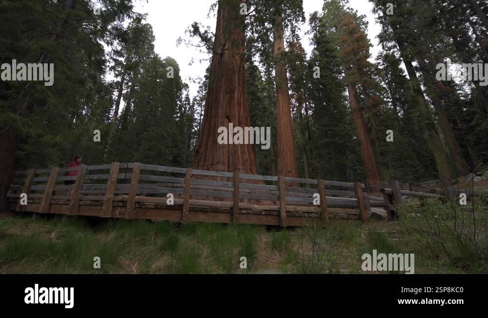 Largest known living single stem tree on Earth Sequoia National Park ...