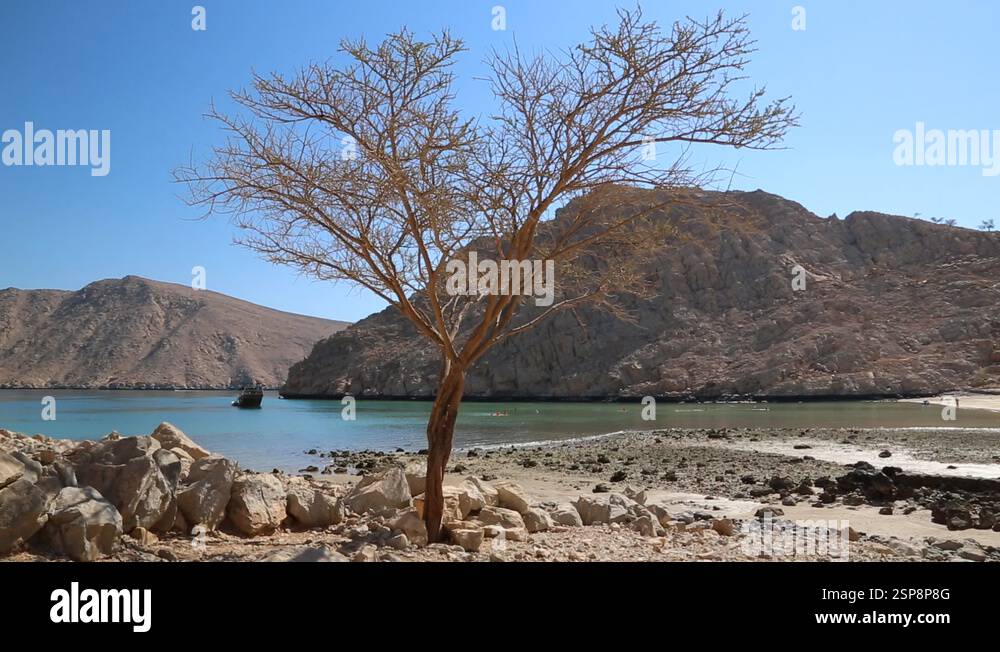Oman lonely desert tree Stock Videos & Footage - HD and 4K Video Clips ...